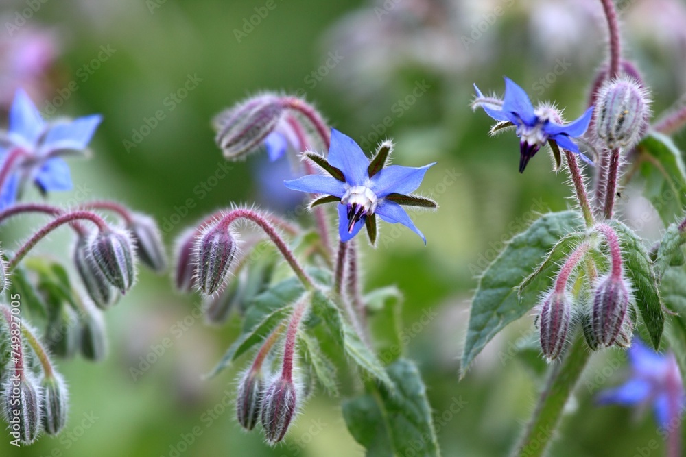 Borage, lat Borago officinalis, blue flowers in bloom. Borago ...