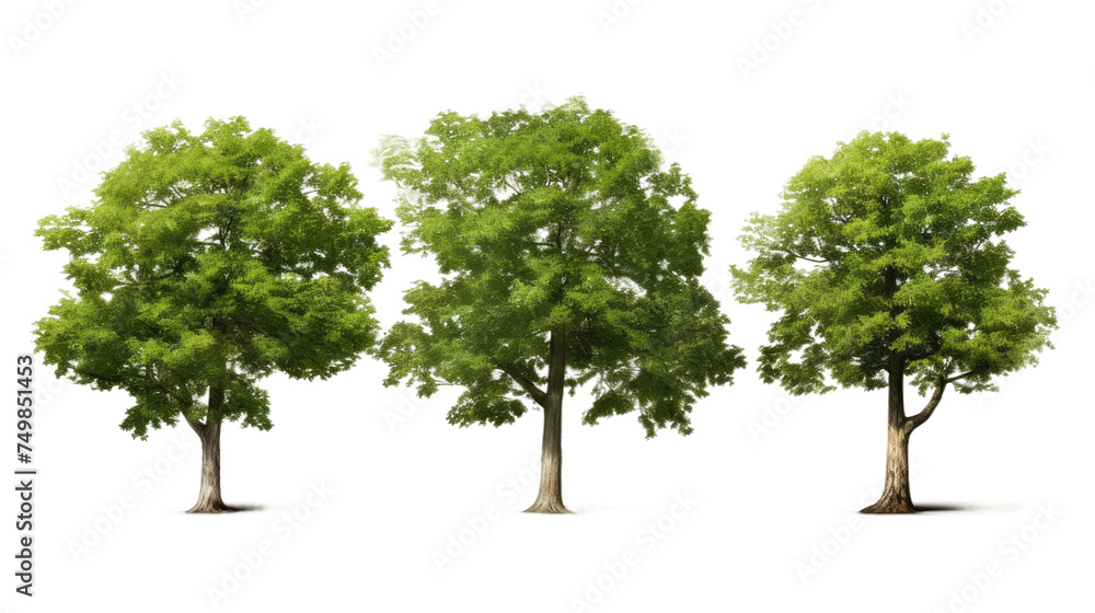 Group of Four Trees With Green Leave. A group of four tall trees with ...