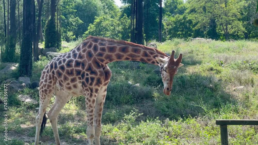 Giraffe - African giraffes move forward together - Long-necked spotted ...