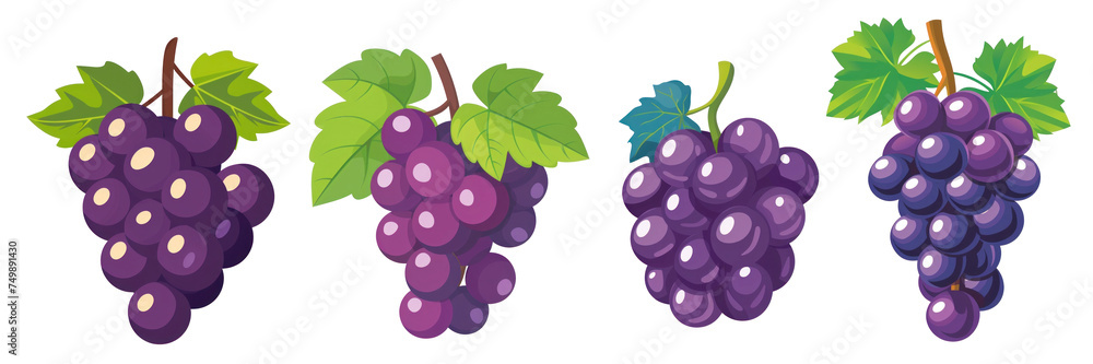 Grape, different versions, transparent vector illustration or white ...