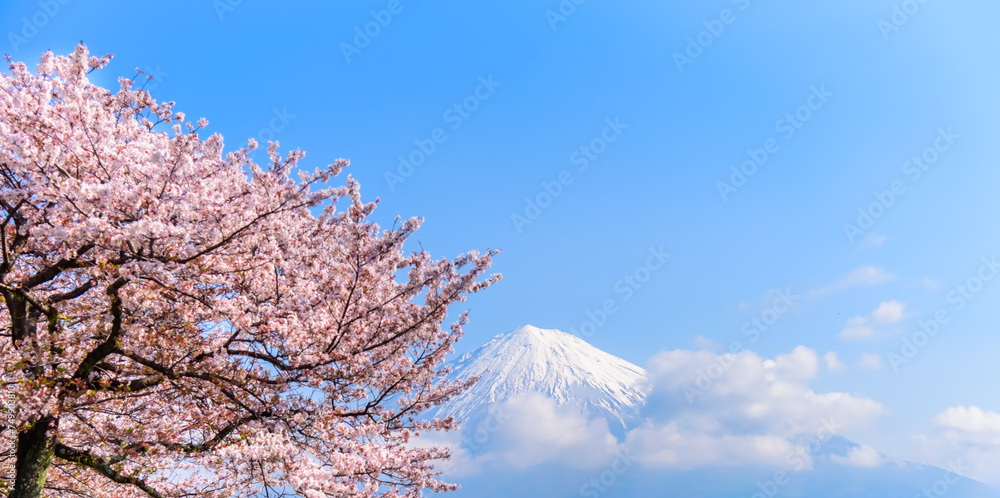Fuji mountain with cherry blossom sakura tree, Fuji san is the most ...