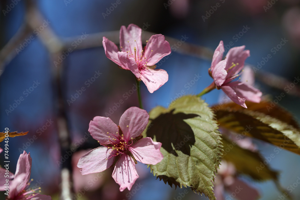 Pink and red rosebud cherry three flowers in a closeup color image ...