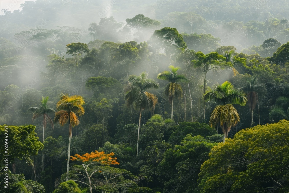 Amazon rainforest fire forest destruction deforestation ecological ...