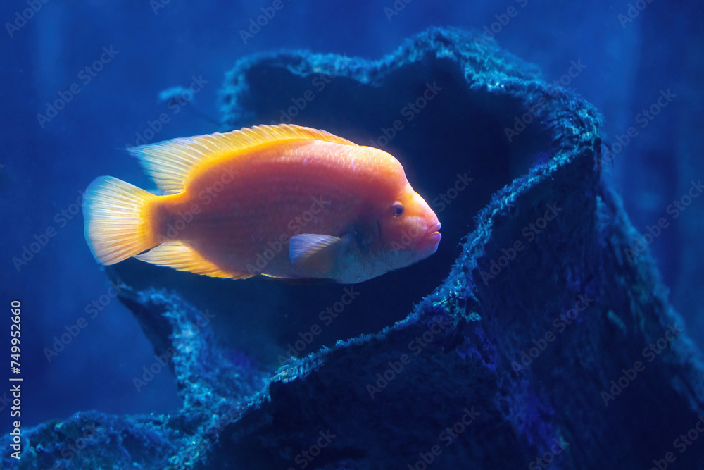 Midas Cichlid (Amphilophus citrinellus) - Freshwater Fish Stock Photo ...