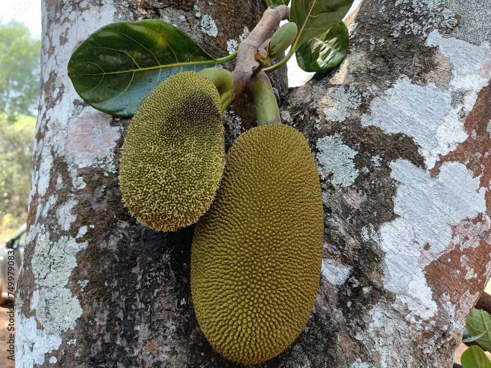 The jackfruit is the fruit of jack tree Artocarpus heterophyllus, a ...
