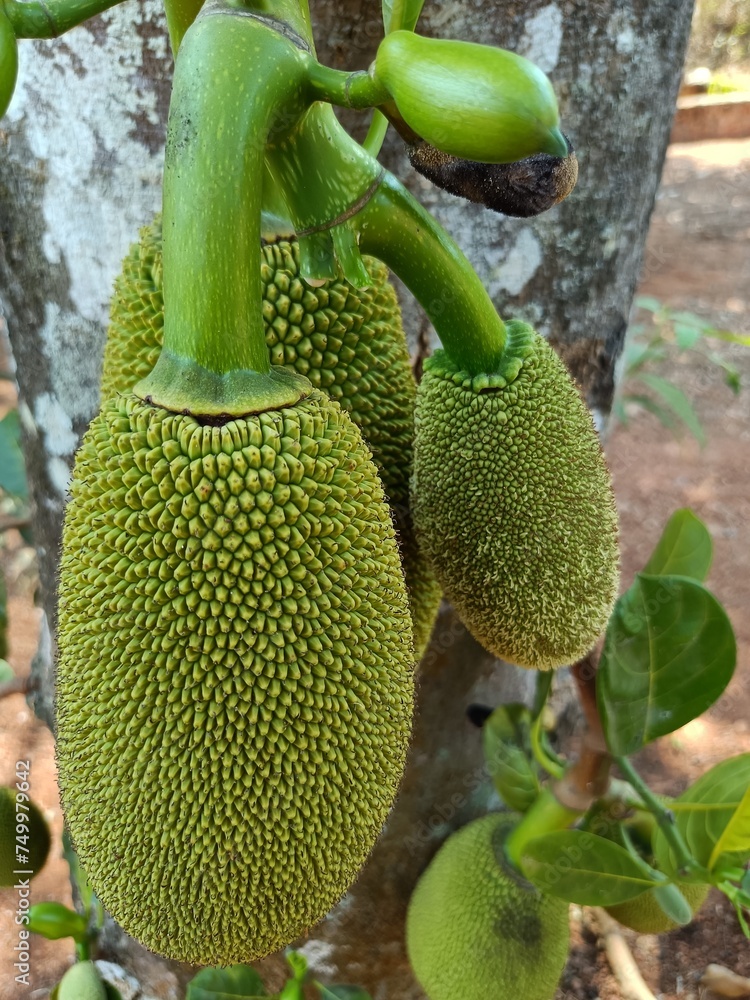 The jackfruit is the fruit of jack tree Artocarpus heterophyllus, a ...