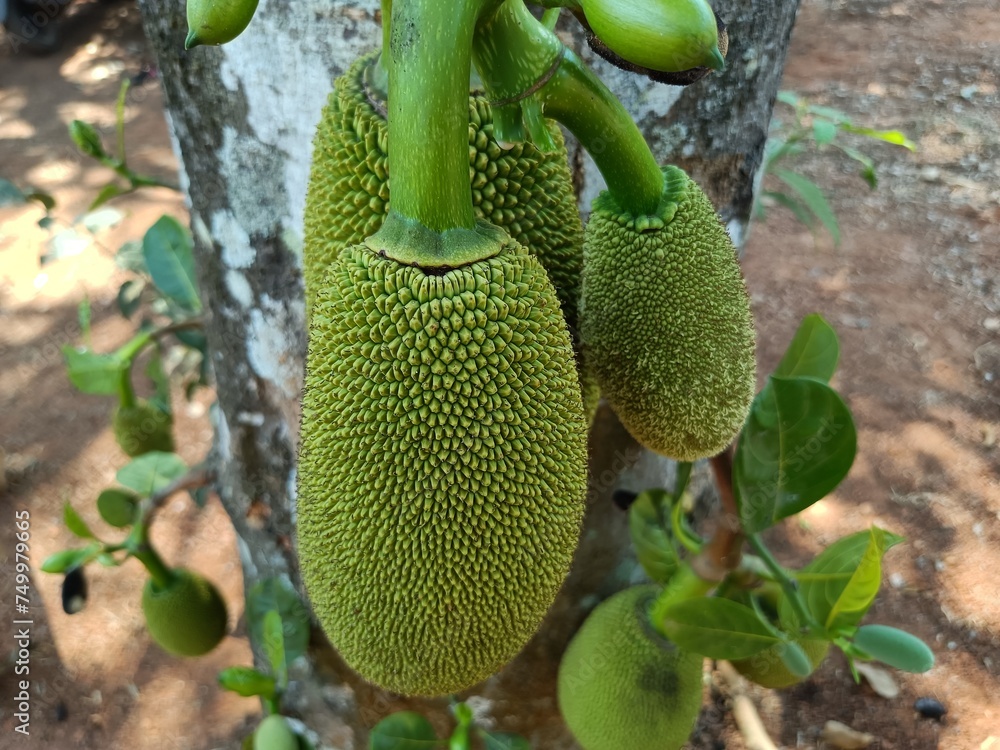 The jackfruit is the fruit of jack tree Artocarpus heterophyllus, a ...