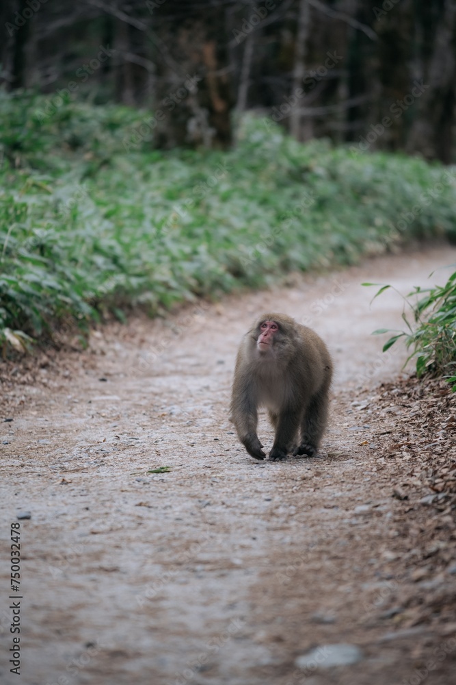 Family in the wild: Funny monkey troop in a green jungle. A cute black ...
