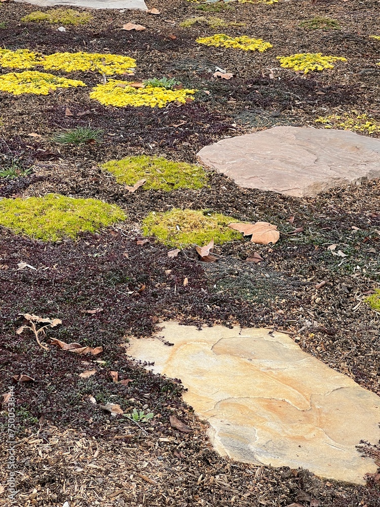 Creeping Ground Cover Plants With Stepping Stones In A Garden Creeping Thyme Golden Speedwell