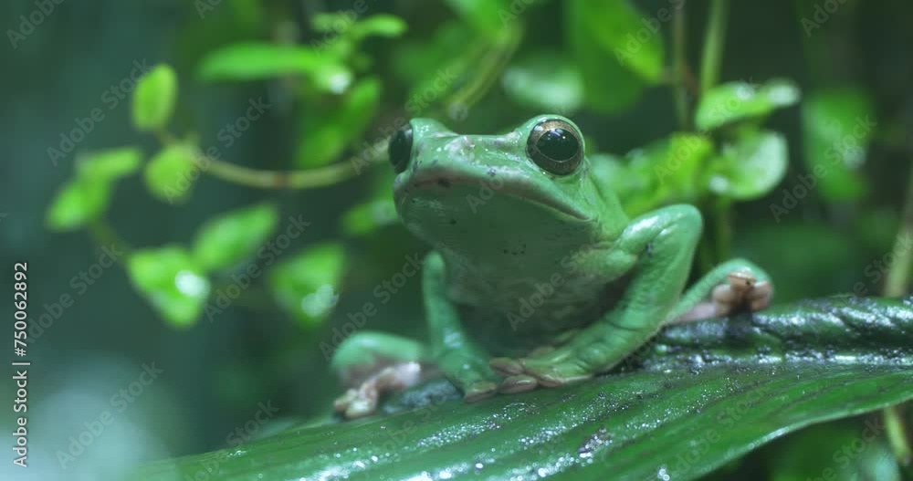 A green frog sits on a leaf in a terrarium. The frog is facing the ...