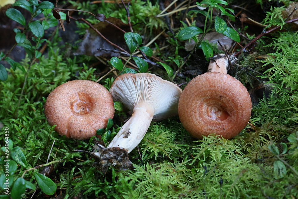 Woolly milkcap, Lactarius torminosus, also known as bearded milkcap, an ...