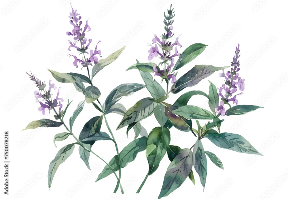 Vervain watercolor illustration isolated on transparent background. PNG ...