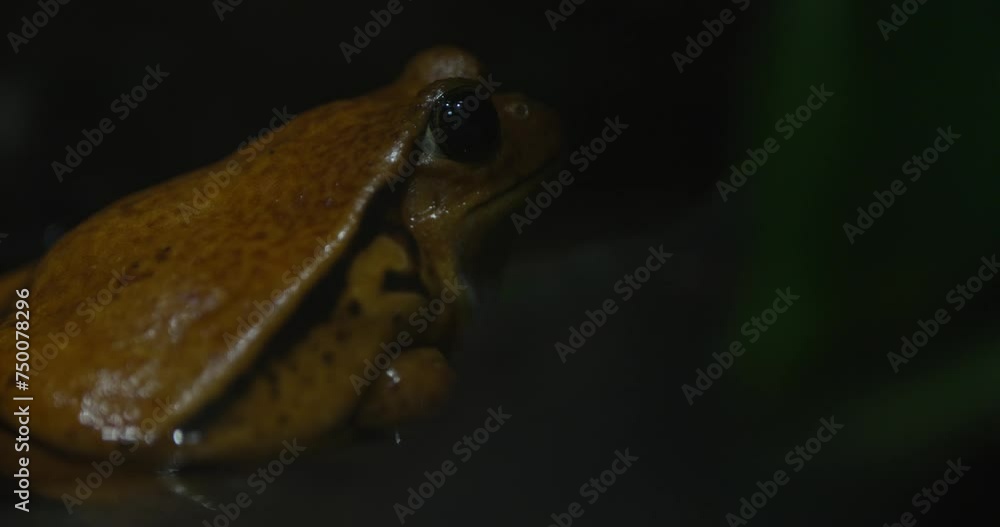 The video presents a close-up of a brown frog sitting on a rock in a ...