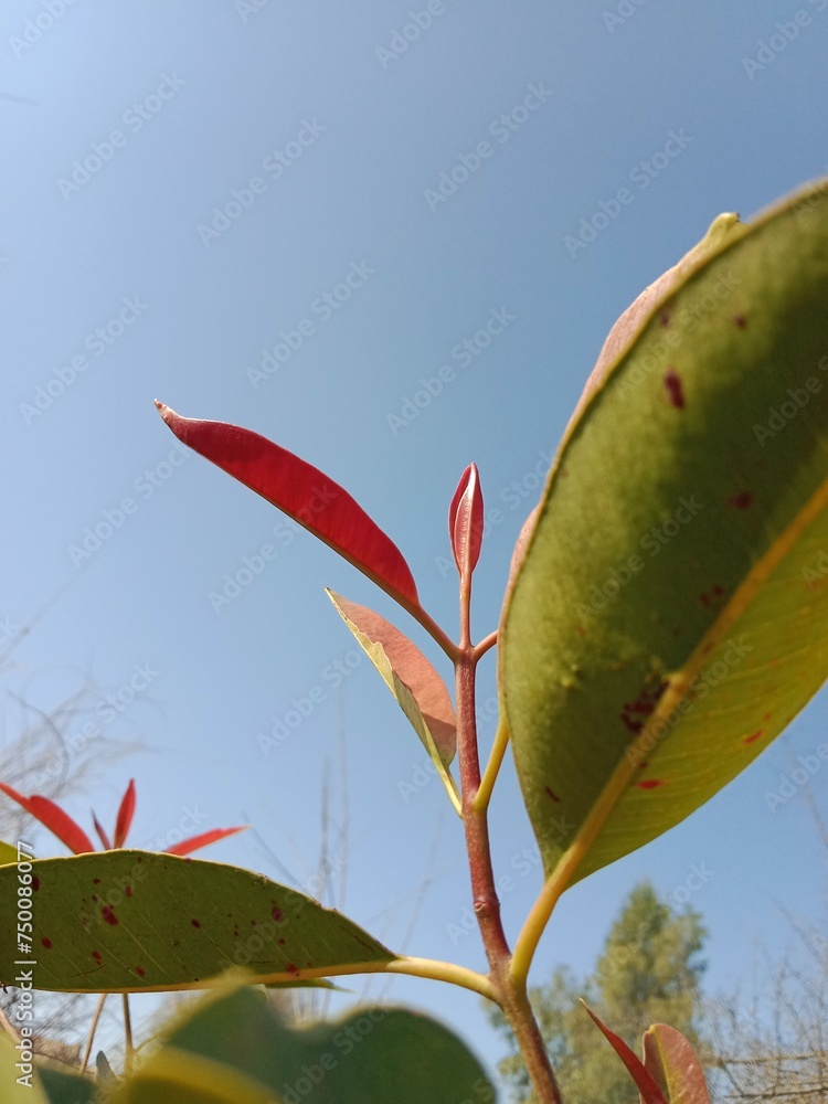 Young leaves of Syzygium cumini, or Malabar plum, Java plum, black plum ...