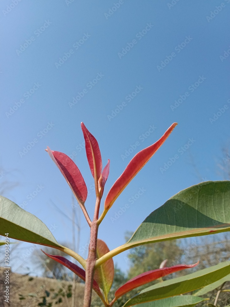 Young leaves of Syzygium cumini, or Malabar plum, Java plum, black plum ...