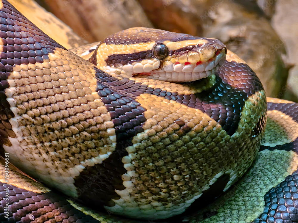 Tiger's python or morelia spilota snake with beautiful skin snake ...