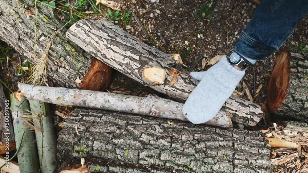 Top view of hiker stacking firewood into log pile in the forest, collecting logs for making fire ...