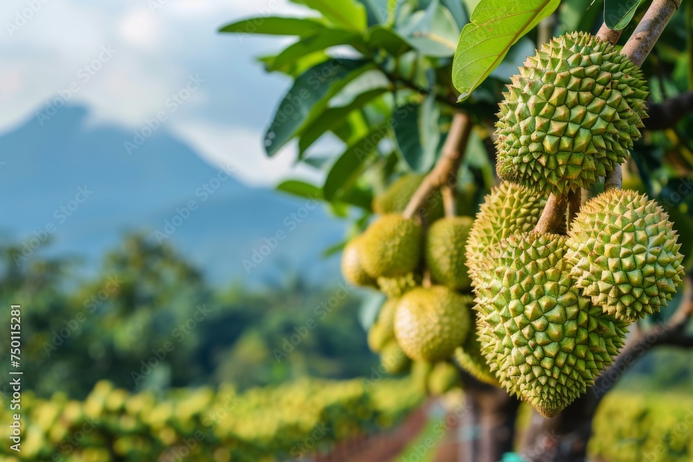 Durian fruit hanging from trees in orchard. A cluster of spiky durian ...