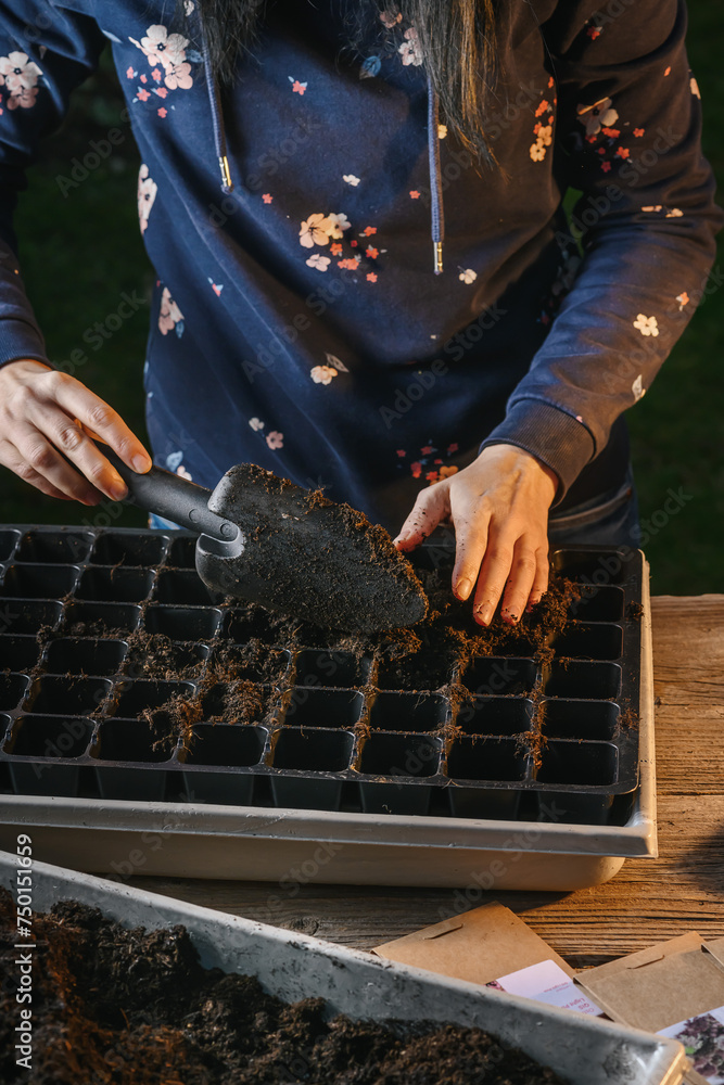spring planting seeds in the ground, young woman prepares the soil and ...