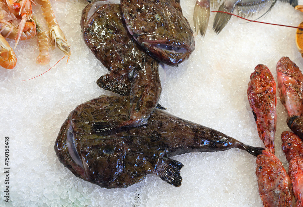 Monkfish fish also called Angles fish with wide snout and open mouth on ...