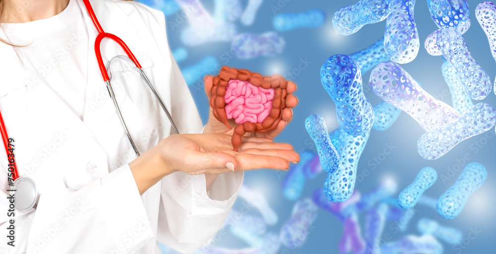 Probiotics for intestines. Intestinal tract in hands of doctor ...