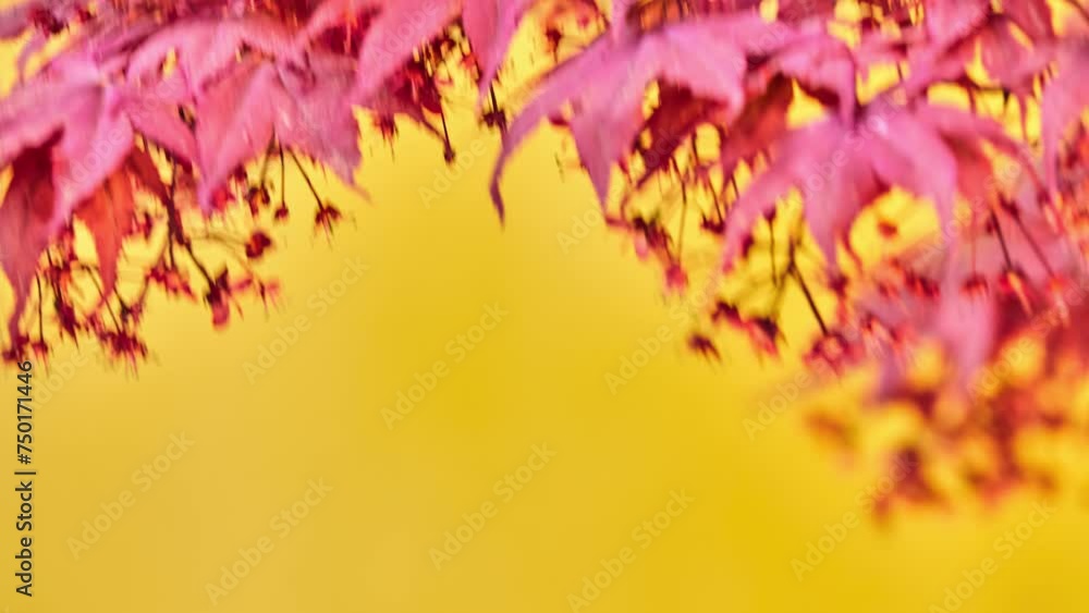 Acer Palmatum Commonly Known As Red Emperor Palmate Japanese Maple Or Smooth Japanese Maple