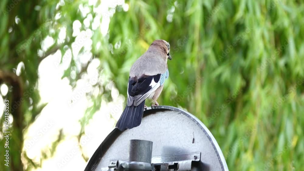 Jay sits on road sign against background of green trees. Eurasian jay ...