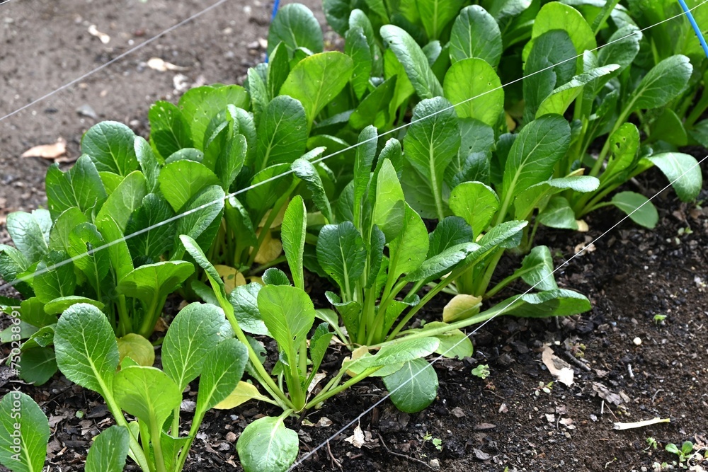 Japanese mustard spinach ( Komatsuna ) cultivation. A green and yellow ...