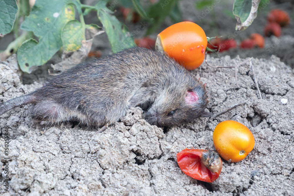 dead rat on the ground. photo illustration concept of killing pests ...
