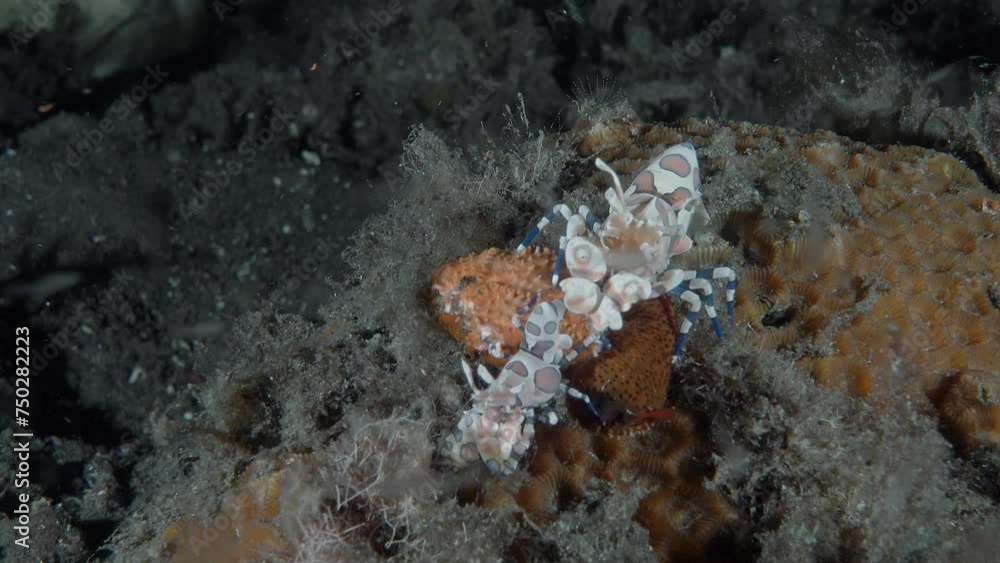 Vidéo Stock At night, two spotted shrimp drag a piece of starfish along ...
