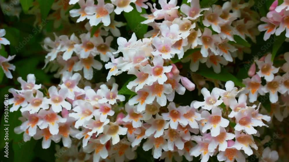 Kolkwitzia amabilis ornamental flowering shrub with small pink bell ...