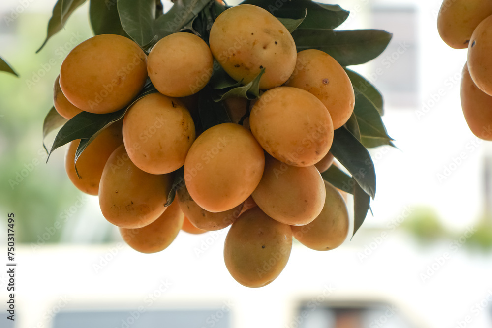 Plum mango, or scientifically known as Bouea oppositifolia, a popular ...