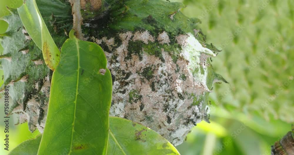 Close-up of soursop guanabana fruit rotting on tree. Stock ビデオ | Adobe ...