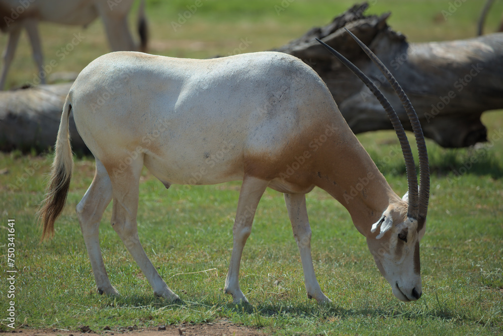 Scimitar-Horned Oryx (African Antelope), endangered species Stock Photo ...