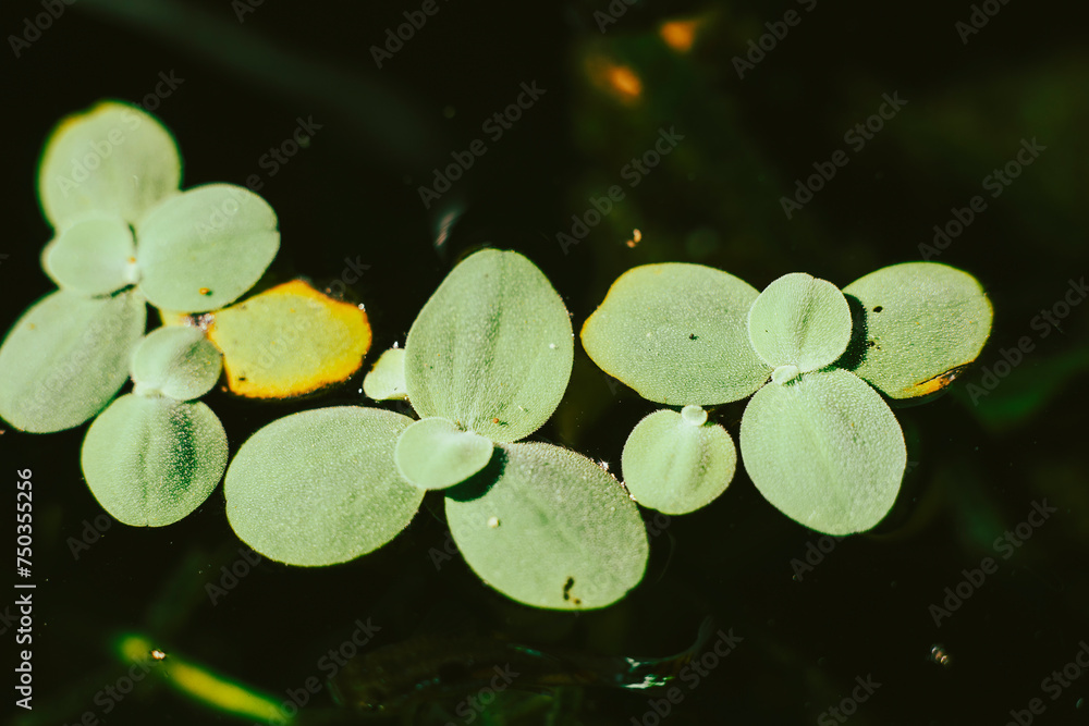 .Lemna minor is also known as duckweed. Lemna minor is a small aquatic ...