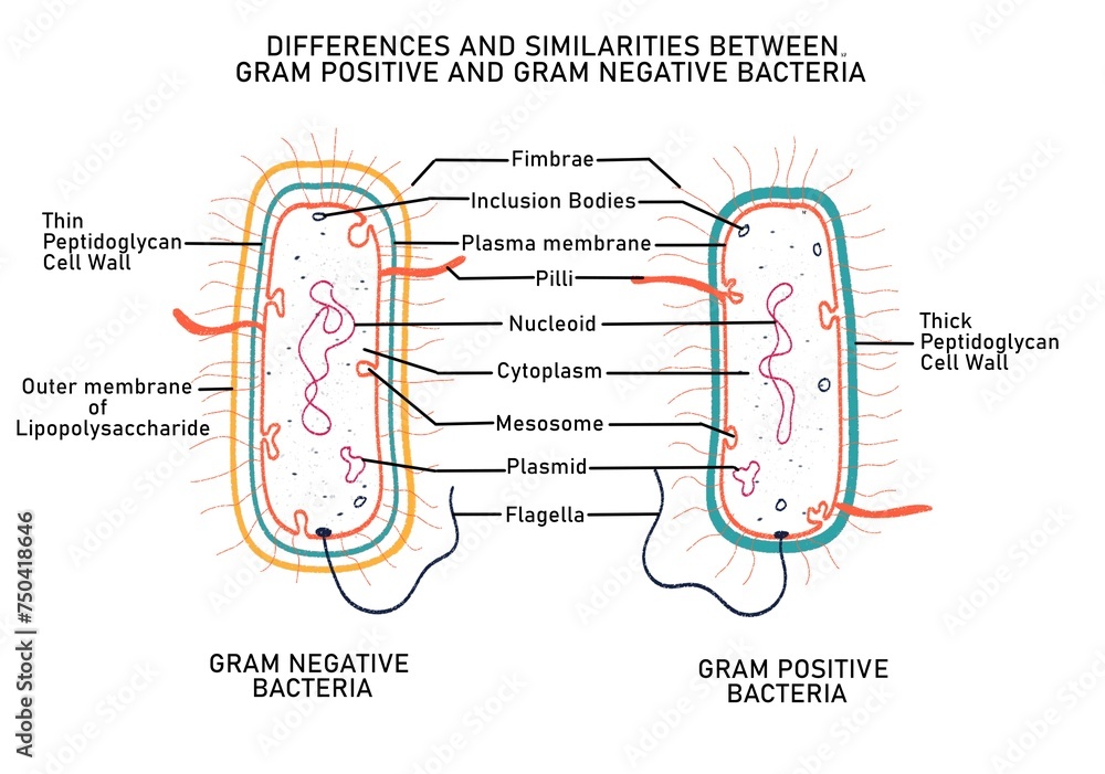 Differences between Gram positive and Gram negative bacteria Stock ...