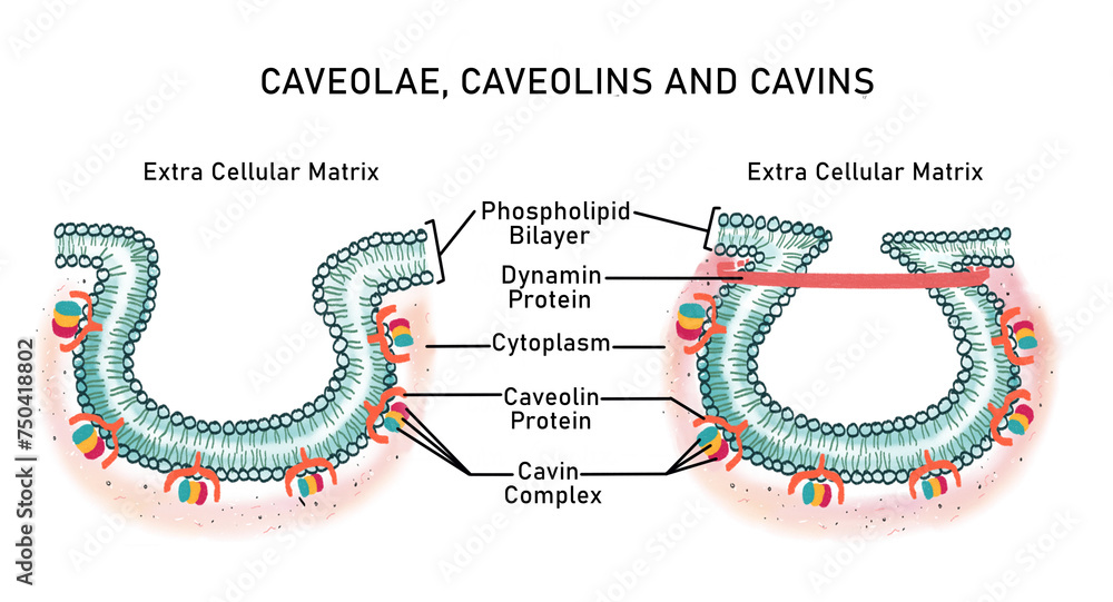 Diagram of Caveolae (lipid raft) Stock Illustration | Adobe Stock