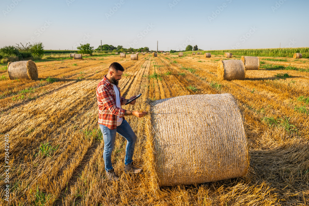 Farmer is standing beside bales of hay. He is examining straw after ...