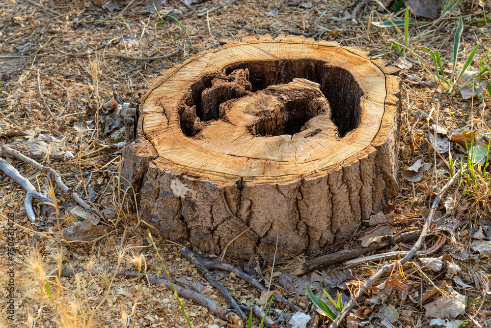 Freshly sawn stump from pyramidal poplar tree, there were large voids ...