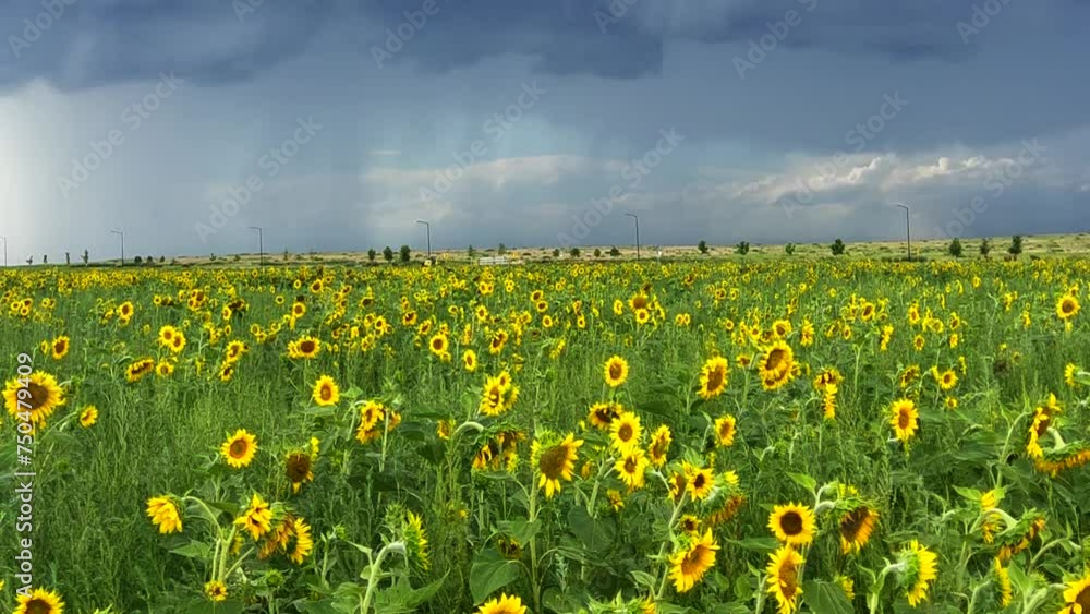 Sunflower field farm thunderstorm rain on Rocky Mountain front range ...
