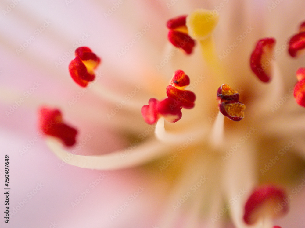 Flor, anteras de la flor con macro, macrofotografía (filamento de la ...