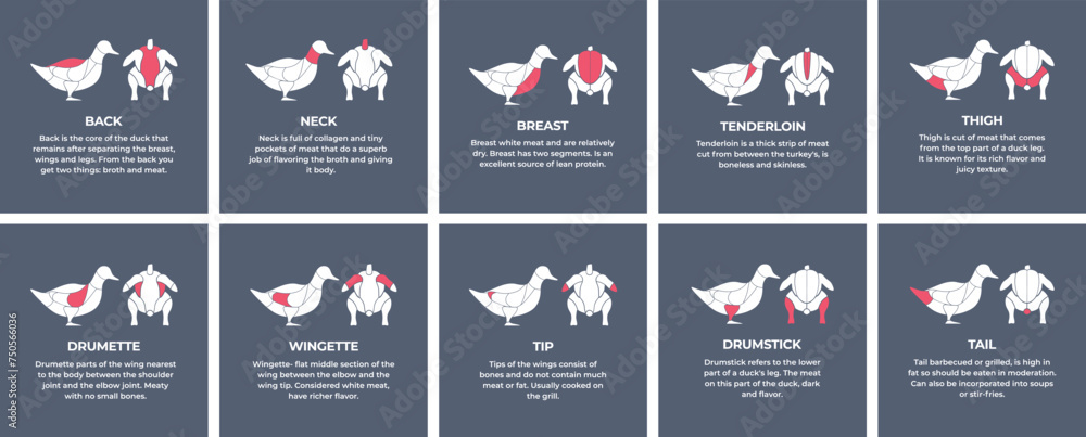 Guide cutting meat carcass duck, goose, turkey, lamb, pork, chicken ...