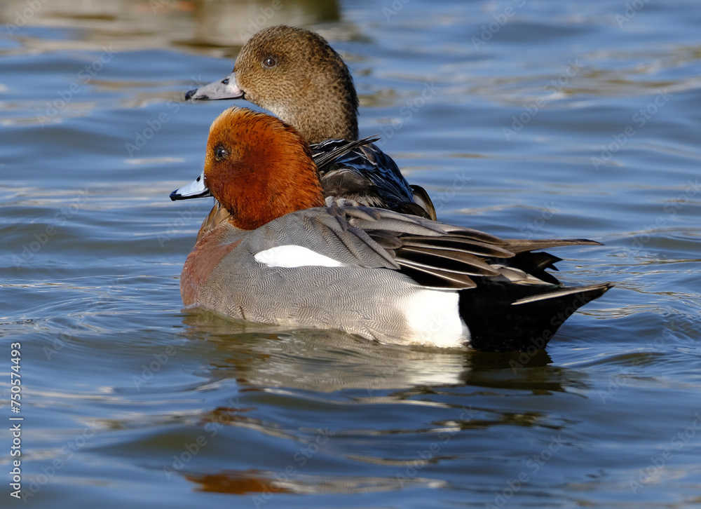 The wigeons or widgeons are a group of birds, dabbling ducks currently ...