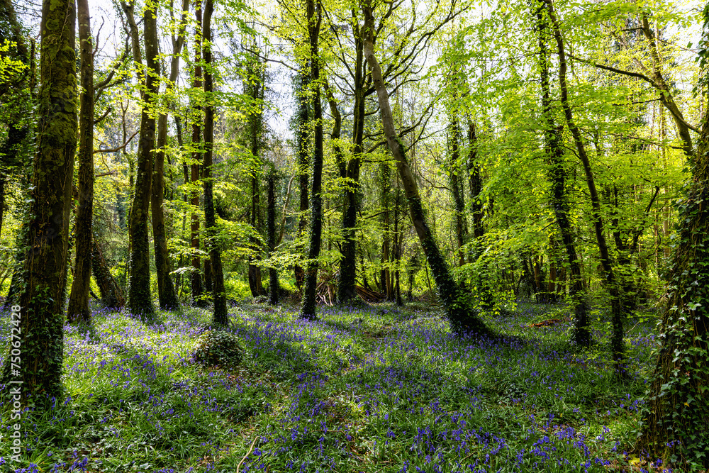 Bluebells "Hyacinthoides non-scripta" blooming in woodland with path ...