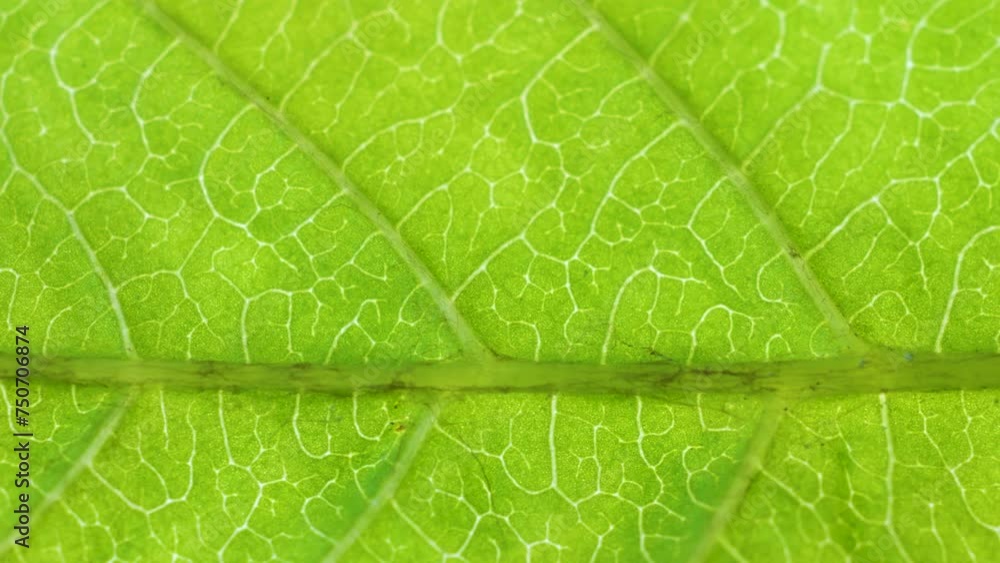 Cell Structure View of Leaf Surface Showing Plant Cells For Education ...