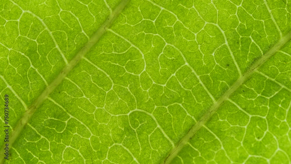 Cell Structure View of Leaf Surface Showing Plant Cells For Education ...
