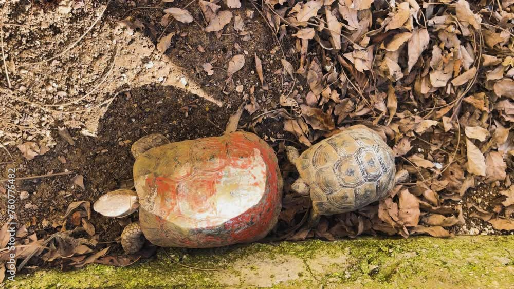 Male tortoise walk to mate with female turtle. breeding animals for ...