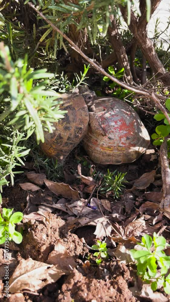 Male tortoise walk to mate with female turtle. breeding animals for ...