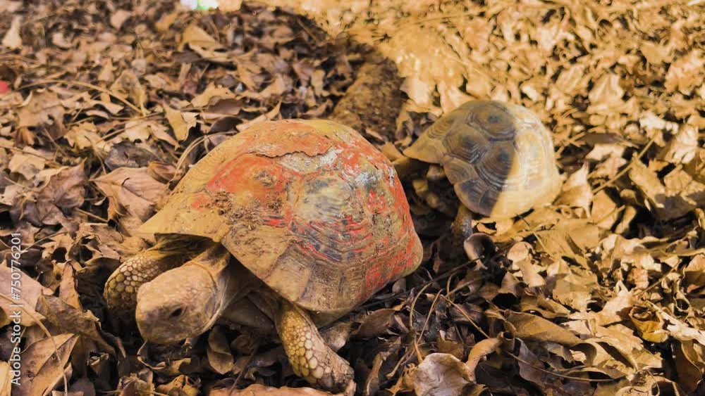 Male tortoise walk to mate with female turtle. breeding animals for ...