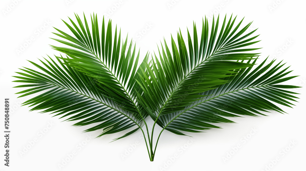 Realistic summer palm leaves on a transparent background. Versatile ...